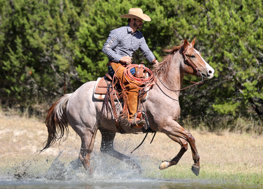 Championship Competitor - Cole Cameron - Road To The Horse