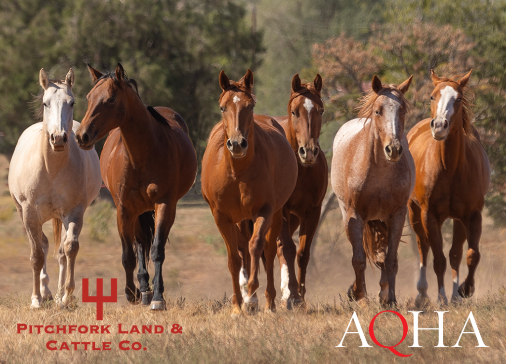 Coming Soon: Meet The Fillies! - Road To The Horse